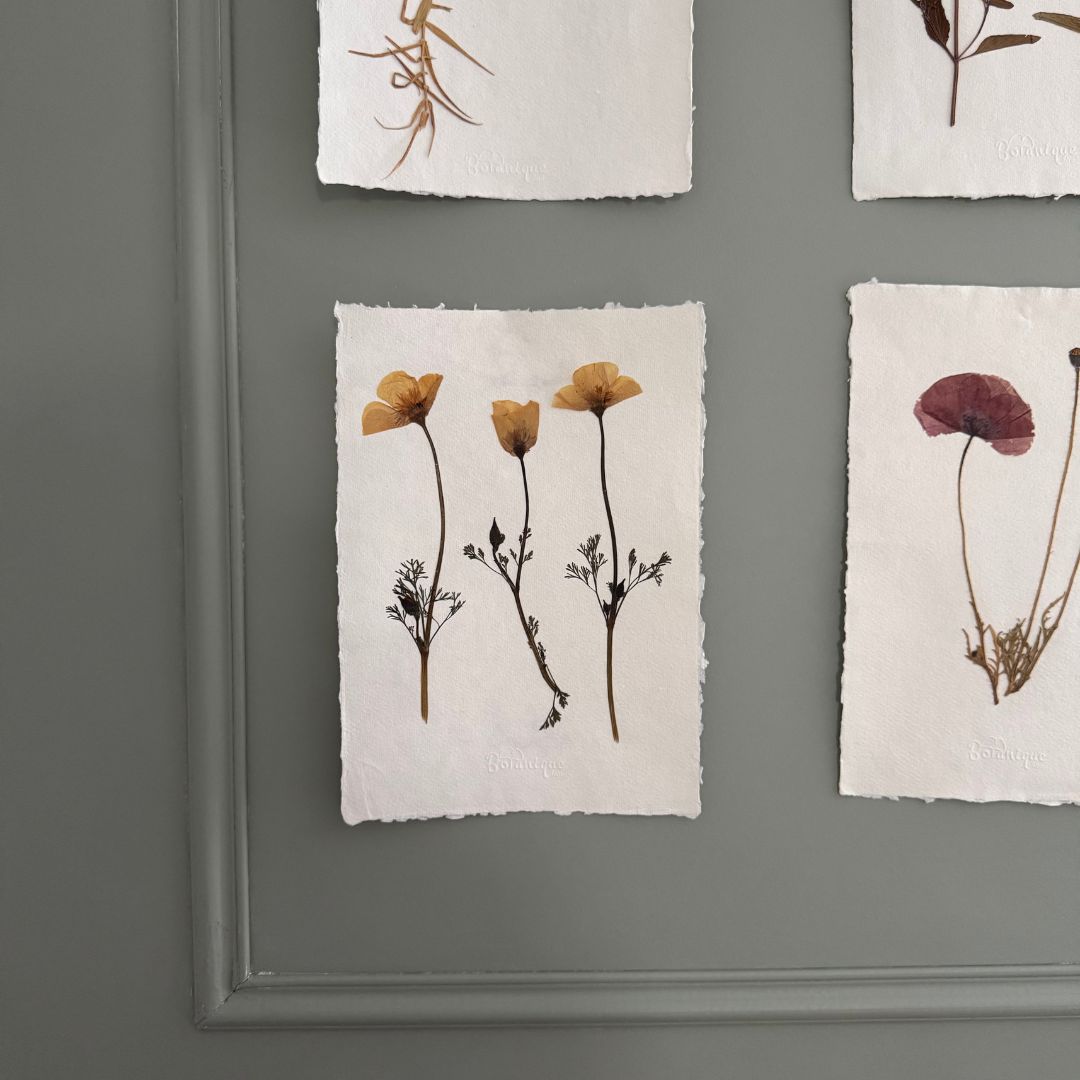 Láminas de herbario de flora natural prensada A4 – Botanique déco